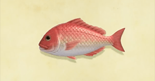 ACNH | Red Snapper - How To Catch & Price | Animal Crossing - GameWith