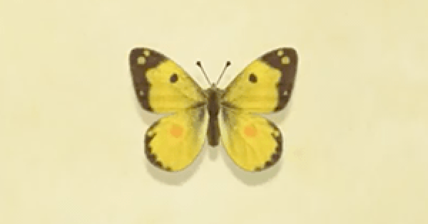 ACNH | Yellow butterfly - How To Catch & Price | Animal Crossing - GameWith