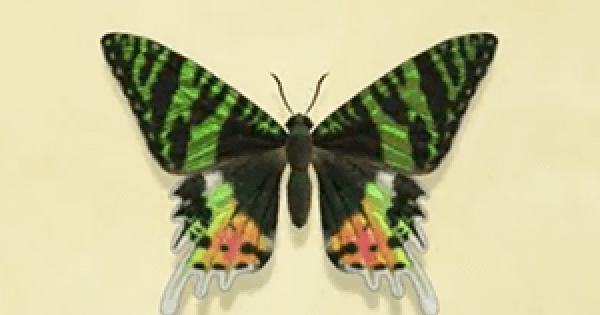 ACNH | Madagascan sunset moth - How To Catch & Price | Animal Crossing ...