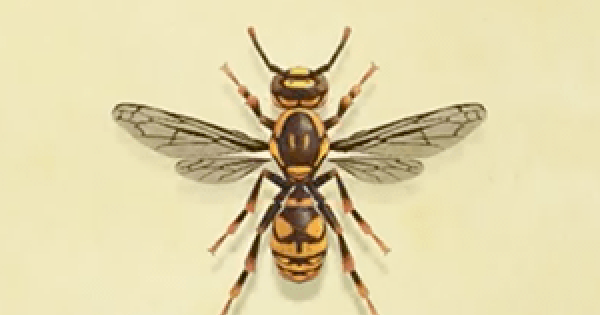 【Animal Crossing】Wasp - How To Catch & Price【ACNH】 - GameWith