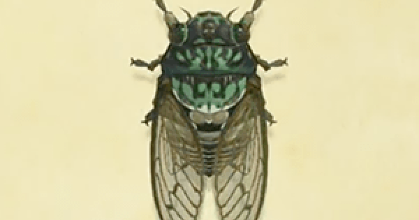 ACNH | Robust cicada - How To Catch & Price | Animal Crossing - GameWith