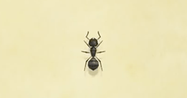 ACNH | Ant - How To Catch & Price | Animal Crossing - GameWith