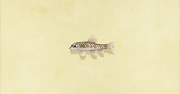 ACNH | Nibble fish - How To Catch & Price | Animal Crossing - GameWith