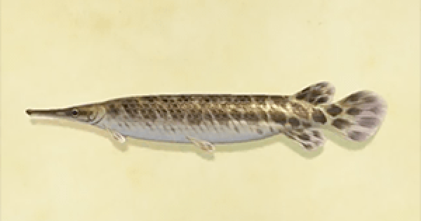 ACNH | Gar - How To Catch & Price | Animal Crossing - GameWith