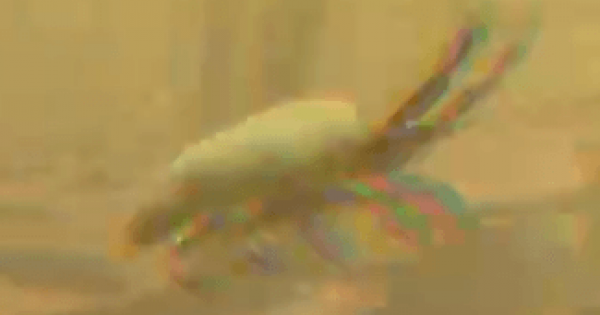 Grounded | Infected Mite - Location & How To Kill - GameWith