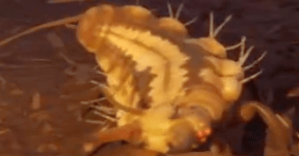 Grounded | Larva - Location & How To Kill - GameWith