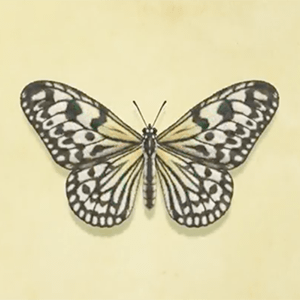 【Animal Crossing New Horizons】 Papillon cerf-volant en papier – Comment ...